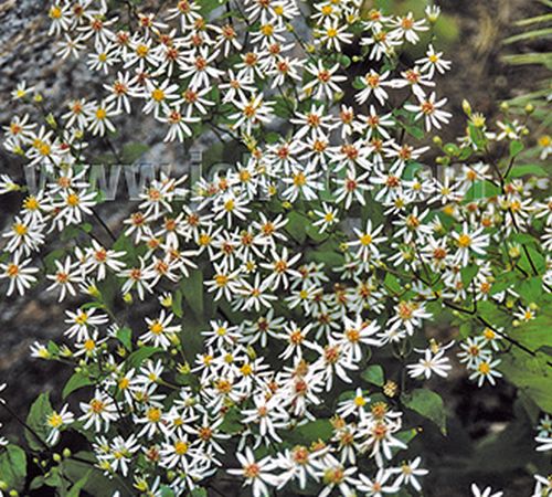 Aster divaricatus (Eurybia divaricata) | Bruckeveld