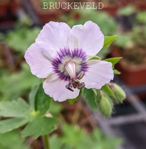Geranium phaeum 'Wendy's Blush' | Bruckeveld